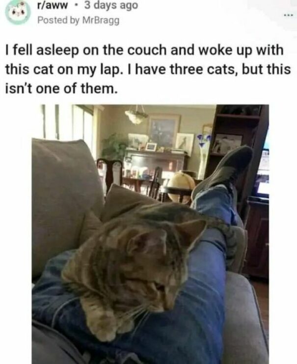 40 Cat Memes That Are So Funny And Relatable You’d Wanna Tag Your Kitty ...