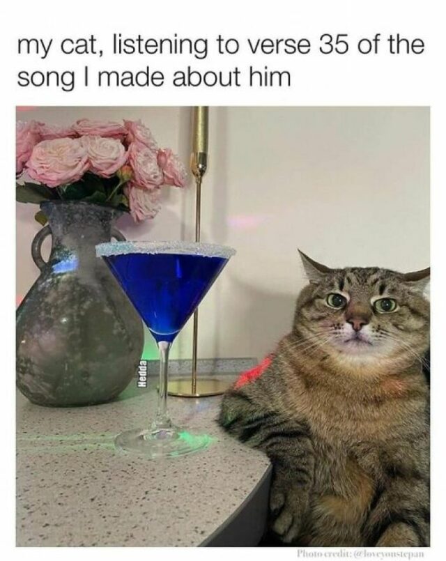 40 Cat Memes That Are So Funny And Relatable You’d Wanna Tag Your Kitty ...