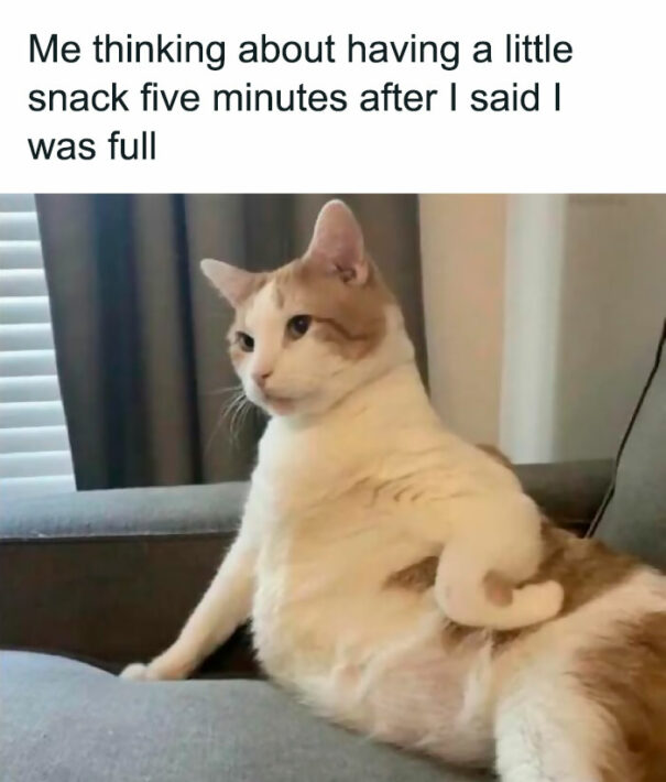 40 Cat Memes That Are So Funny And Relatable You’d Wanna Tag Your Kitty | DeMilked