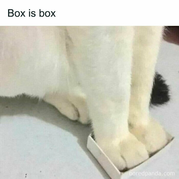 40 Cat Memes That Are So Funny And Relatable You’d Wanna Tag Your Kitty ...