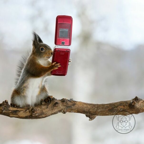 Photographer Geert Weggen Captured These Playful Squirrels In Action (15 Photos) | DeMilked