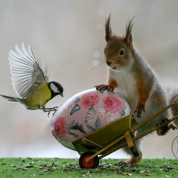 Photographer Geert Weggen Captured These Playful Squirrels In Action (15 Photos) | DeMilked