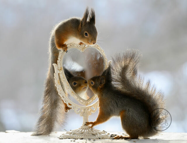 Photographer Geert Weggen Captured These Playful Squirrels In Action (15 Photos) | DeMilked