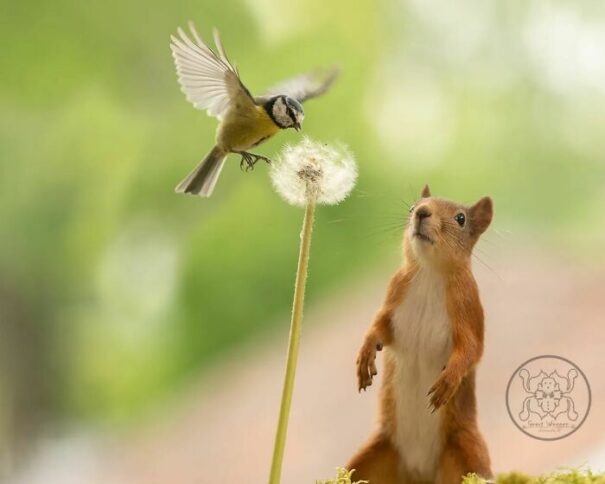 Photographer Geert Weggen Captured These Playful Squirrels In Action (15 Photos) | DeMilked