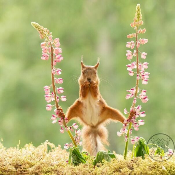 Photographer Geert Weggen Captured These Playful Squirrels In Action (15 Photos) | DeMilked