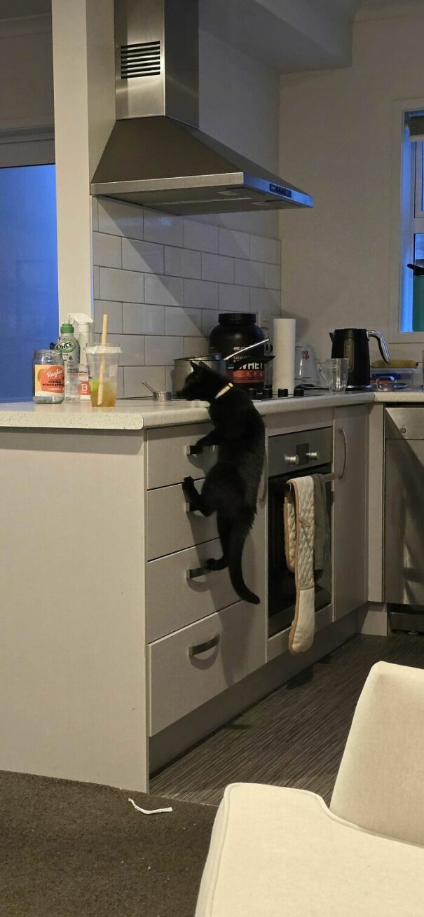 35 Pics That Capture The Heartfelt Moments Of Adorable Pets In Their ...