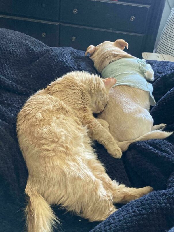 35 Pics That Capture The Heartfelt Moments Of Adorable Pets In Their ...