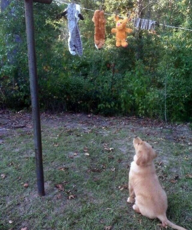 40 Photos Of Animals Doing Odd Things That May Cheer You Up | DeMilked