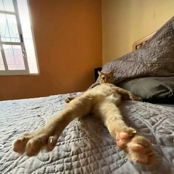 40 Photos Of Animals Doing Odd Things That May Cheer You Up | DeMilked