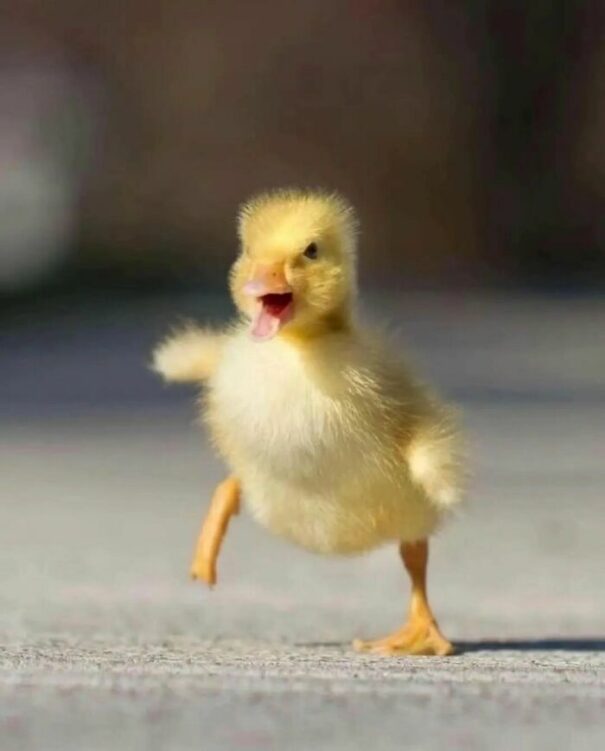 25 Pics That Are Too Ducking Adorable | DeMilked