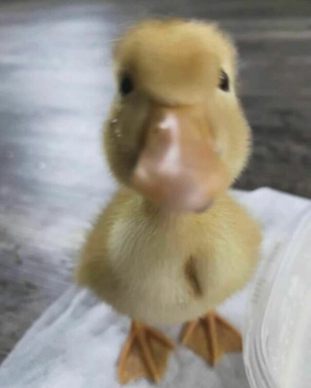25 Pics That Are Too Ducking Adorable | DeMilked