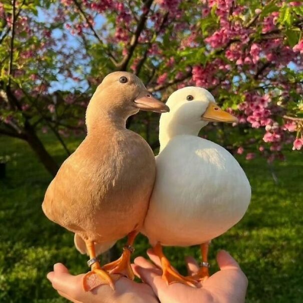 25 Pics That Are Too Ducking Adorable | DeMilked