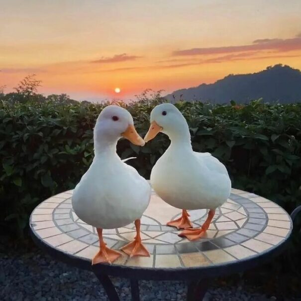 25 Pics That Are Too Ducking Adorable | DeMilked