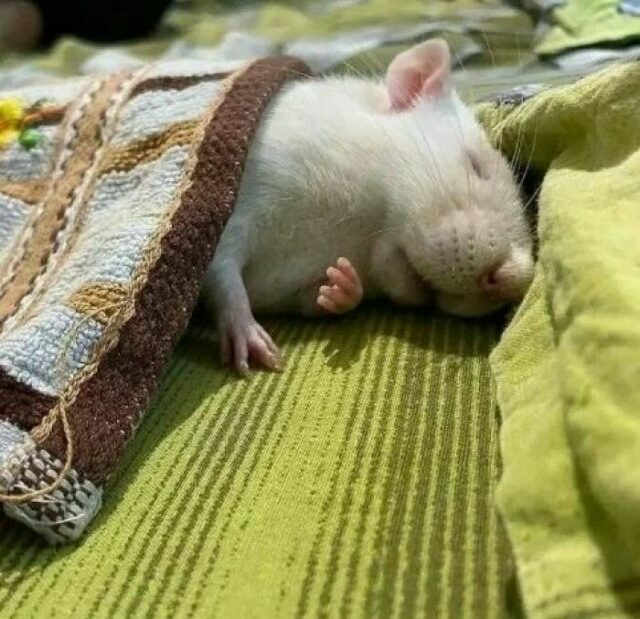 40 Cute Pet Rats That Might Convince You To Get Your Own Rodent ...