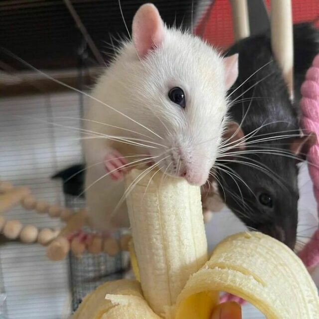 40 Cute Pet Rats That Might Convince You To Get Your Own Rodent ...