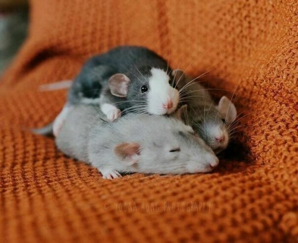 40 Cute Pet Rats That Might Convince You To Get Your Own Rodent ...