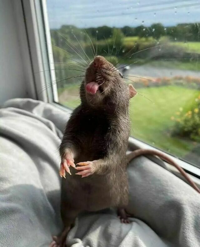 40 Cute Pet Rats That Might Convince You To Get Your Own Rodent ...