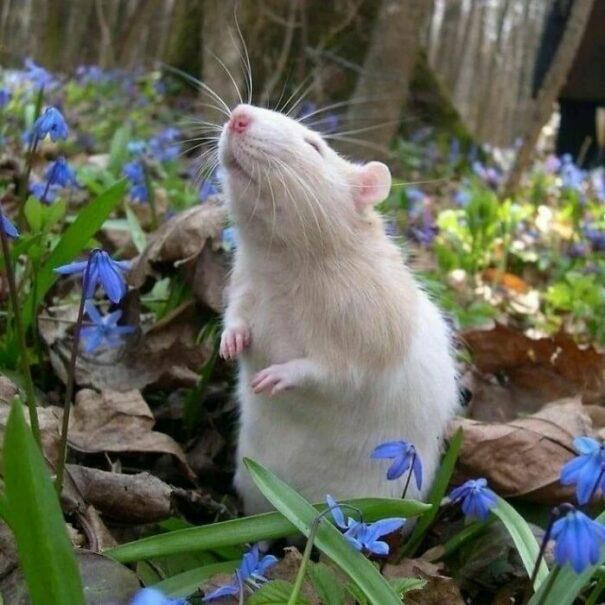40 Cute Pet Rats That Might Convince You To Get Your Own Rodent ...
