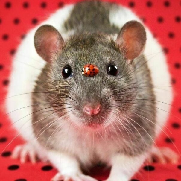 40 Cute Pet Rats That Might Convince You To Get Your Own Rodent ...