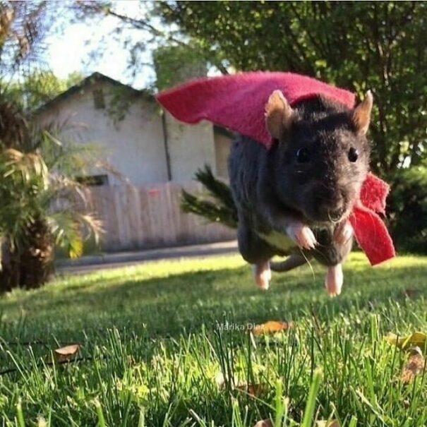 40 Cute Pet Rats That Might Convince You To Get Your Own Rodent ...