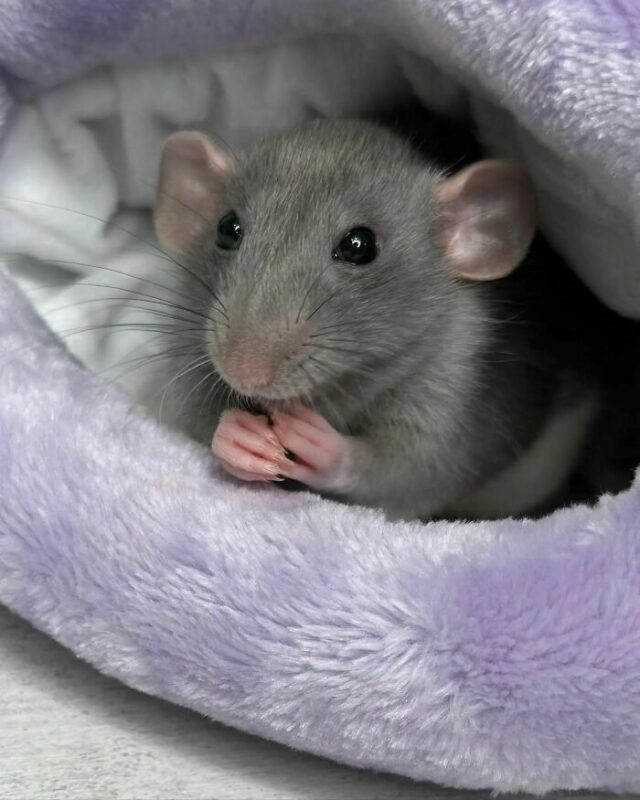 40 Cute Pet Rats That Might Convince You To Get Your Own Rodent Companion | DeMilked