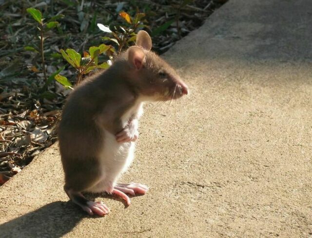 40 Cute Pet Rats That Might Convince You To Get Your Own Rodent ...