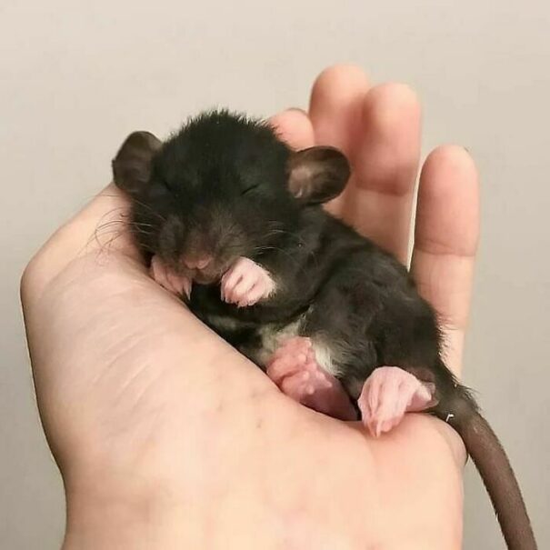 40 Cute Pet Rats That Might Convince You To Get Your Own Rodent ...