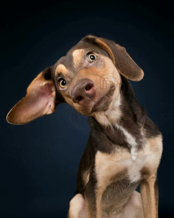 20 Dog Portraits By Elke Vogelsang That Are Wonderfully Expressive ...