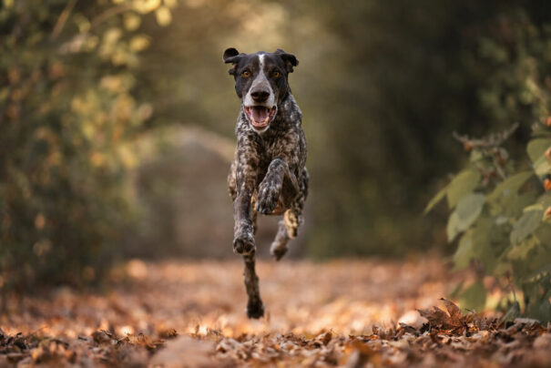 10 Captivating Dogs In Mid-Leap Moments By An Award-Winning Pet ...