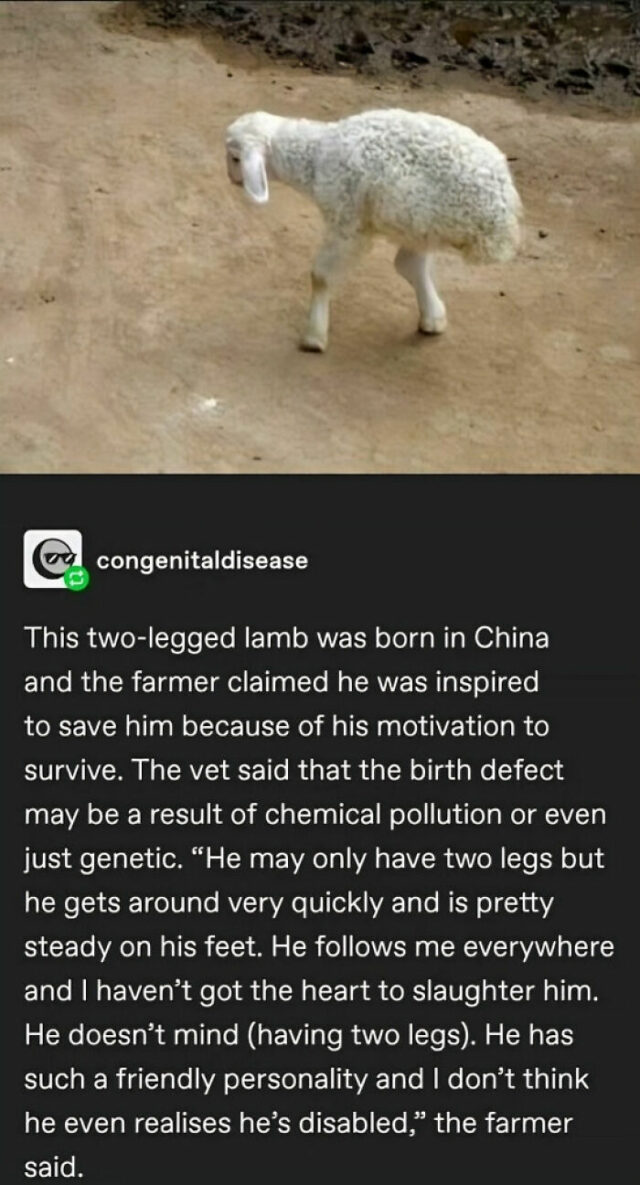 40 Epic Animal Memes Found On The ‘Epic World Page’ IG Account | DeMilked