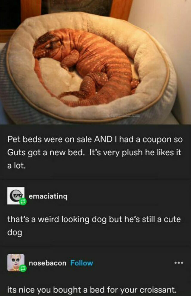 40 Epic Animal Memes Found On The ‘Epic World Page’ IG Account | DeMilked