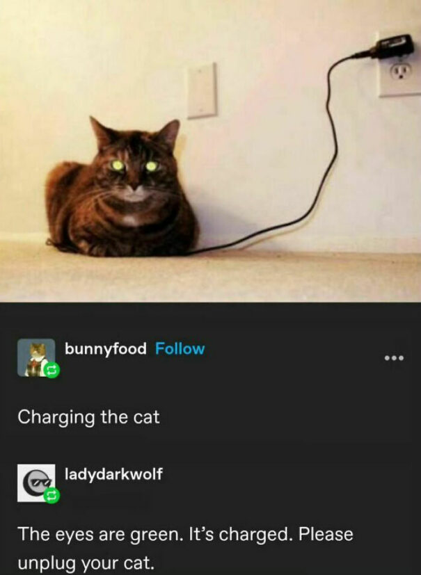 40 Epic Animal Memes Found On The ‘Epic World Page’ IG Account | DeMilked