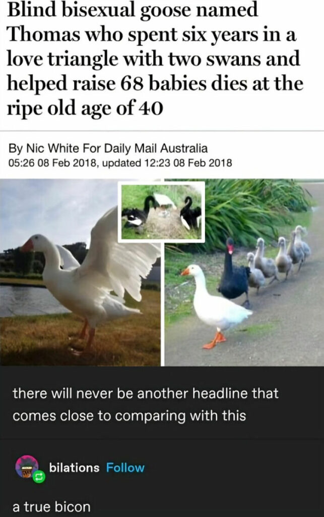 40 Epic Animal Memes Found On The ‘Epic World Page’ IG Account | DeMilked