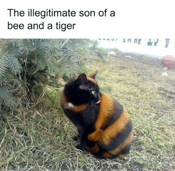 40 Epic Animal Memes Found On The ‘Epic World Page’ IG Account | DeMilked