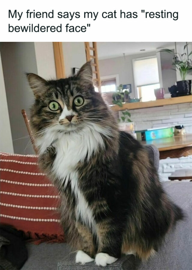 40 Epic Animal Memes Found On The ‘Epic World Page’ IG Account | DeMilked