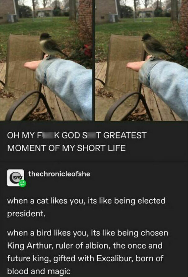 40 Epic Animal Memes Found On The ‘Epic World Page’ IG Account | DeMilked