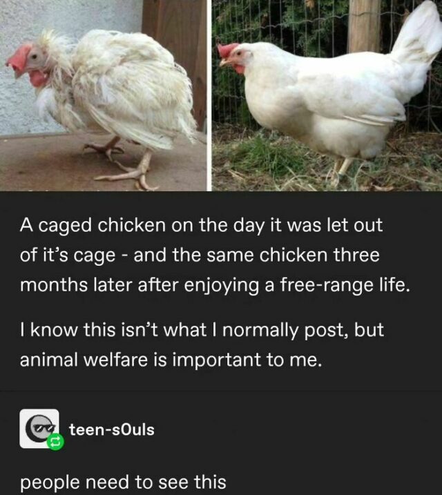 40 Epic Animal Memes Found On The ‘Epic World Page’ IG Account | DeMilked