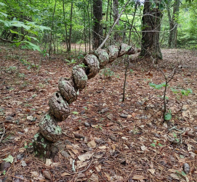 40 Pics Of Fascinating Things People Found In A Forest | DeMilked