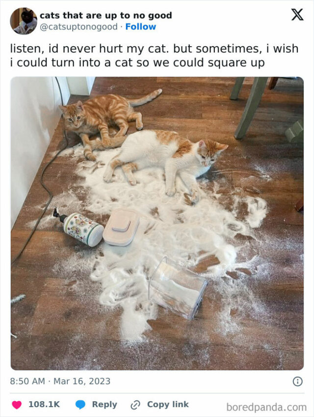 35 Cats Who Let Their Inner Destroyer Out And Got Caught | DeMilked