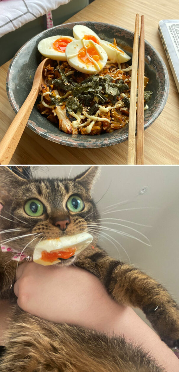 35 Cats Who Let Their Inner Destroyer Out And Got Caught | DeMilked
