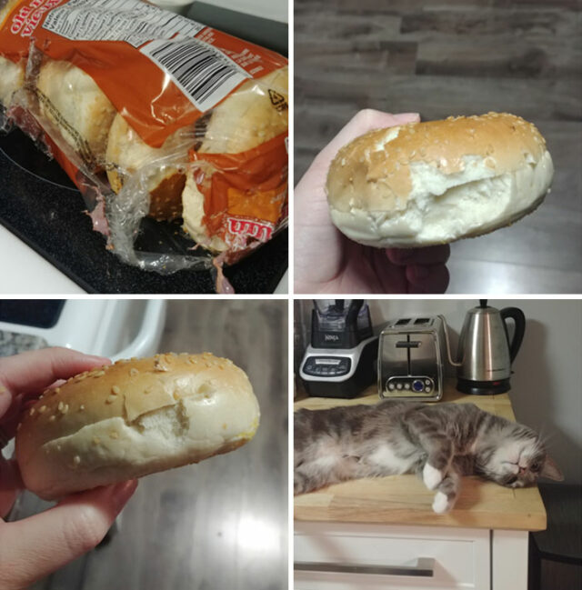 35 Cats Who Let Their Inner Destroyer Out And Got Caught | DeMilked