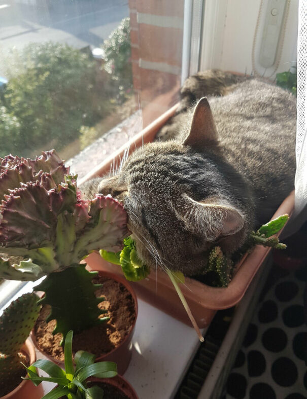 35 Cats Who Let Their Inner Destroyer Out And Got Caught | DeMilked