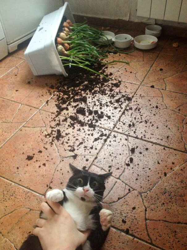 35 Cats Who Let Their Inner Destroyer Out And Got Caught | DeMilked