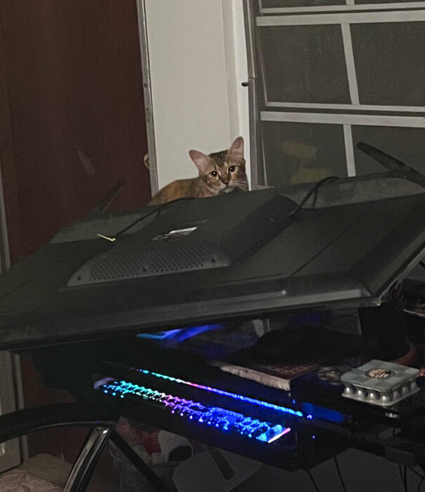 35 Cats Who Let Their Inner Destroyer Out And Got Caught | DeMilked