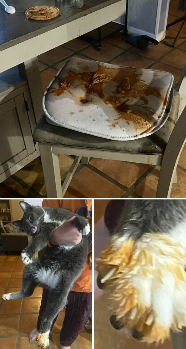 35 Cats Who Let Their Inner Destroyer Out And Got Caught | DeMilked