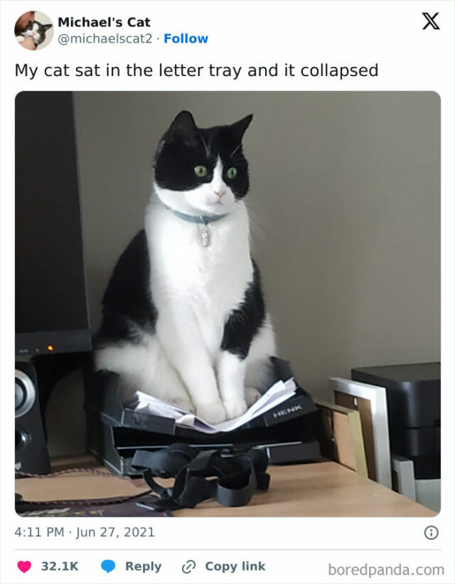 35 Cats Who Let Their Inner Destroyer Out And Got Caught | DeMilked