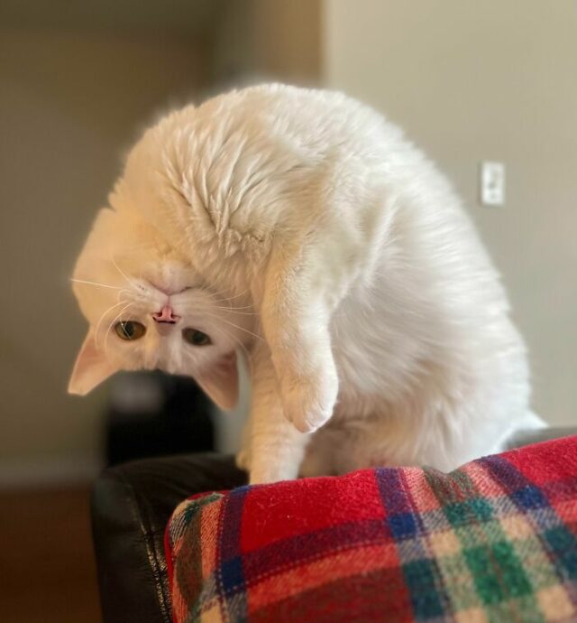 35 Weird And Funny Cats That Made Their Owners Ask What's Wrong With ...