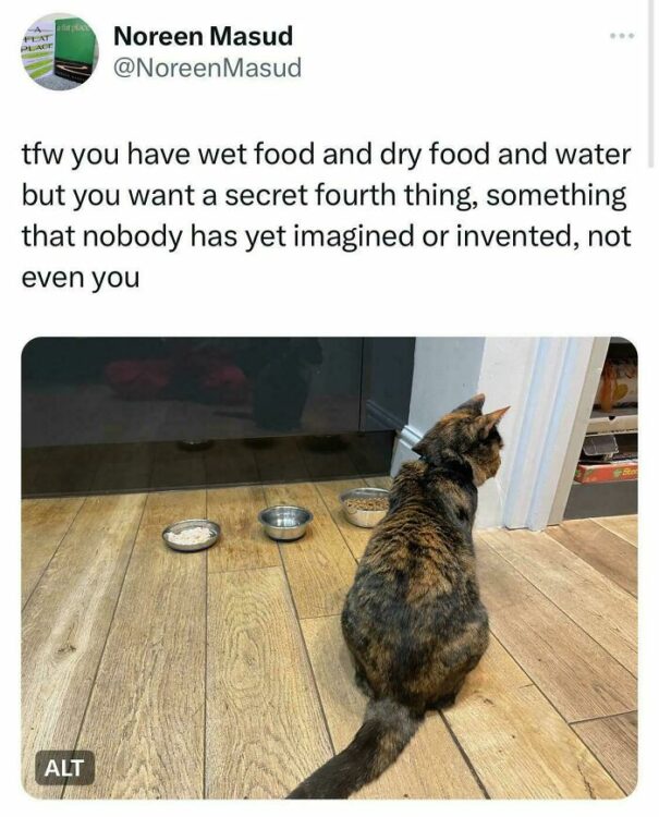 35 Weird And Funny Cats That Made Their Owners Ask What's Wrong With ...