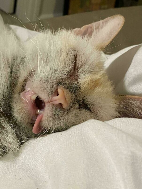 35 Weird And Funny Cats That Made Their Owners Ask What's Wrong With ...