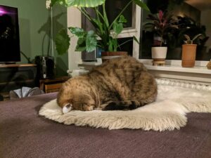 35 Weird And Funny Cats That Made Their Owners Ask What's Wrong With ...